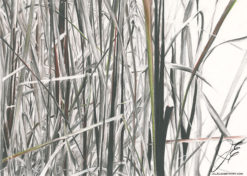 In The Bulrushes - Jill Elizabeth Art